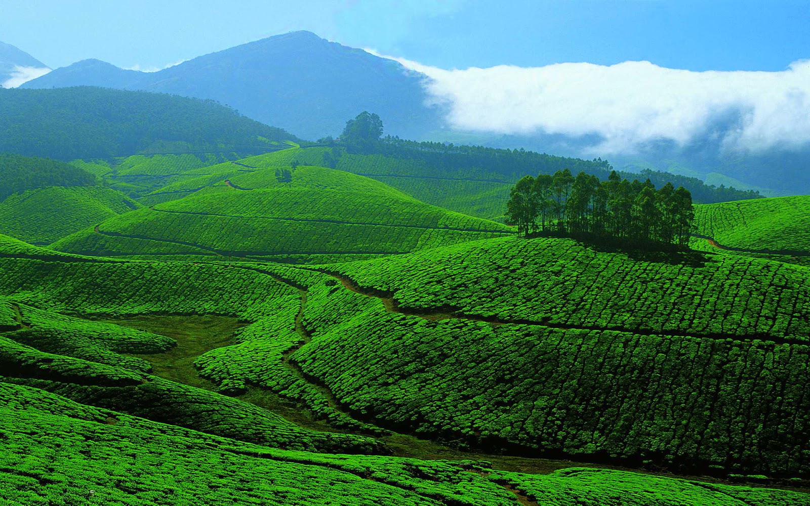 Exploring Ooty: The Queen Of Hill Stations In South India